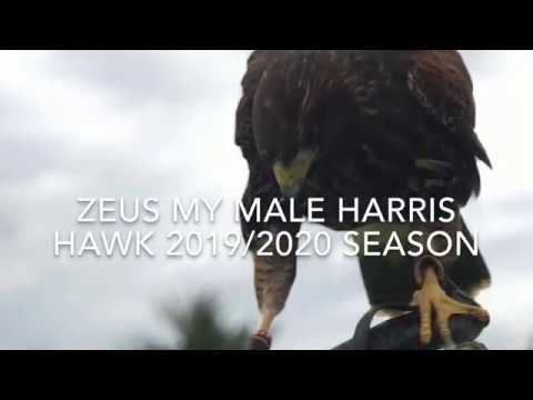 Hunting with Harris hawk and ferrets - YouTube
