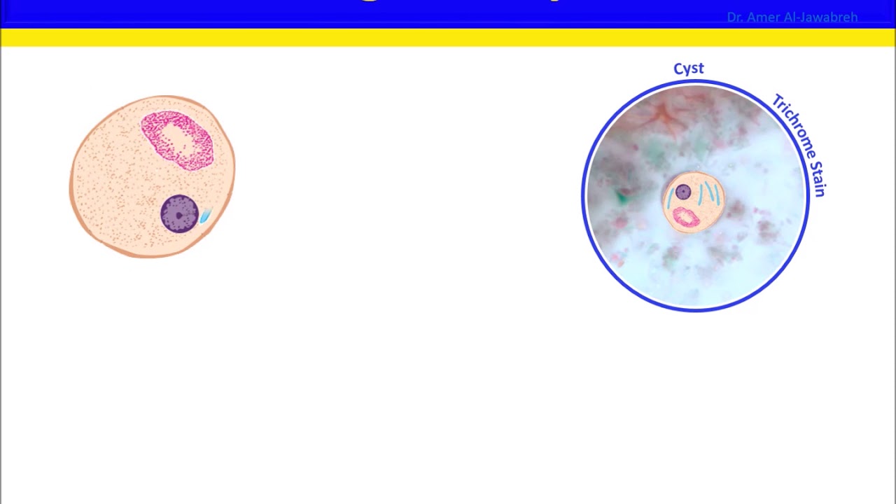 Entamoeba polecki - YouTube