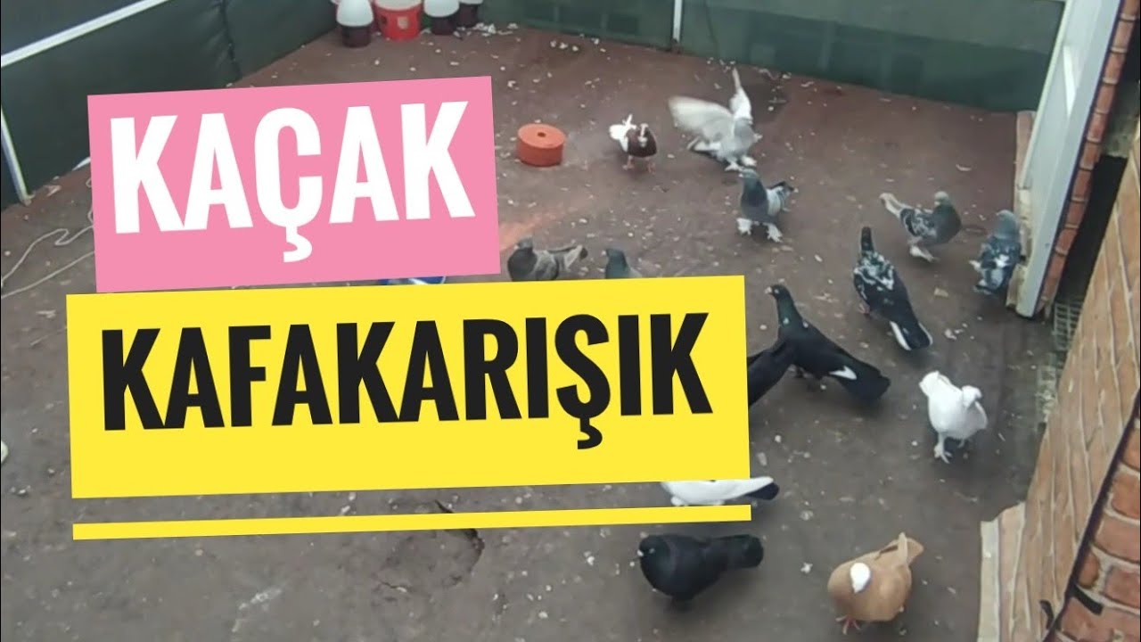 ENFES KAFA KARIŞTIRAN KAÇAK BİLİN BAKALIM NEY ? - YouTube