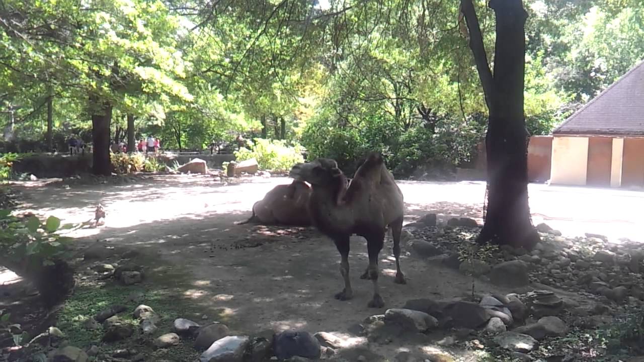 Talking to Camel at the Cleveland Zoo - YouTube