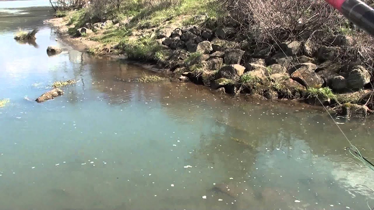 Pescuit la muste artificiale - YouTube