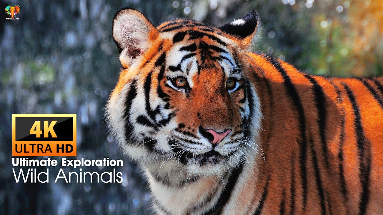 Ultimate Exploration Wild Animals Collection in 4K ULTRA HD - YouTube