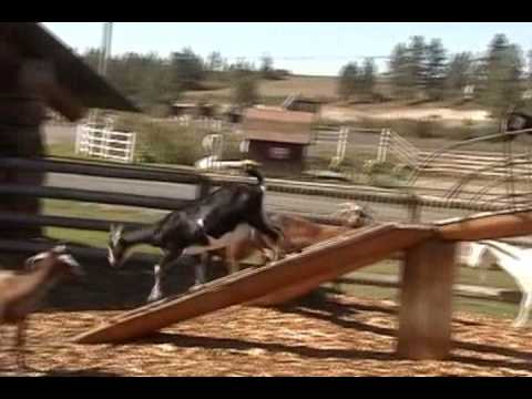 Goat Bridge Armstrong British Columbia - YouTube