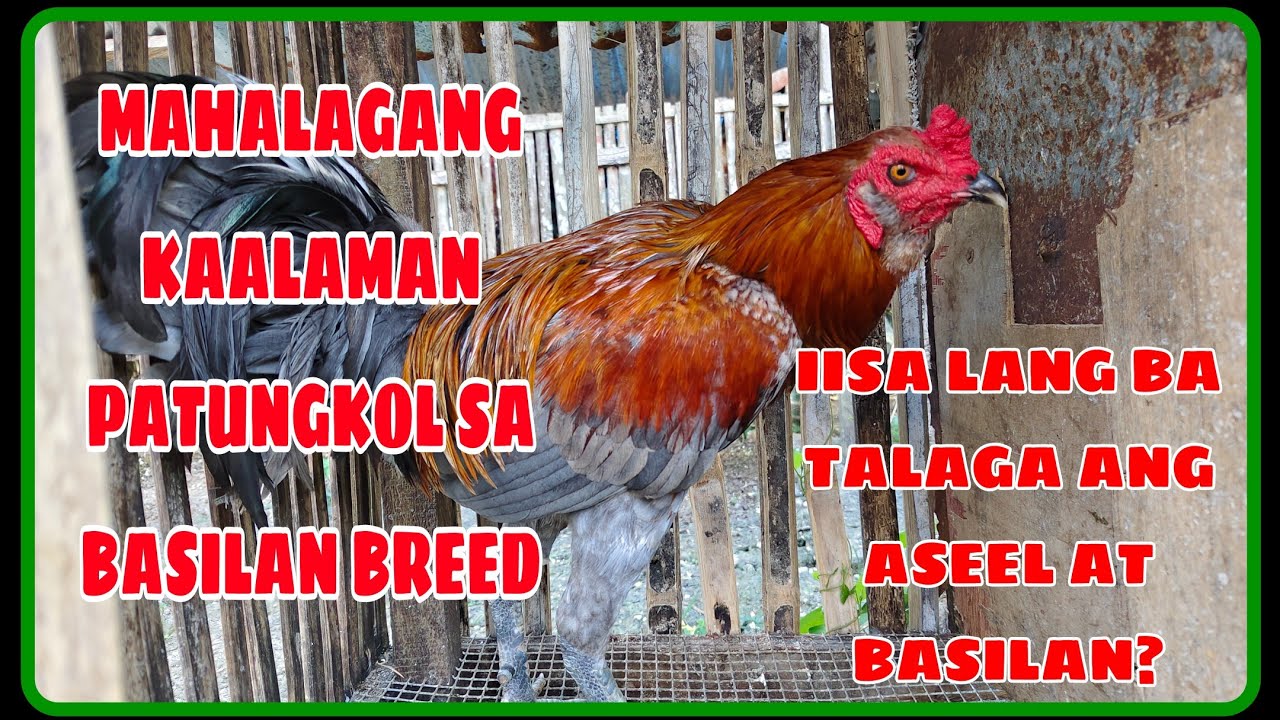 ASEEL NGA BA ANG BASILAN BREED?|| ANO ANG PINAGMULAN NG BASILAN BREED - YouTube