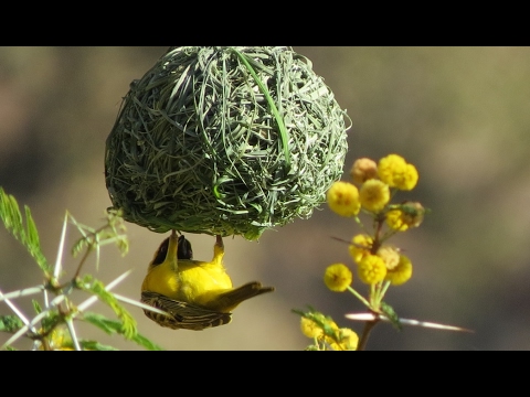Beautiful Birds' Nests Collection - YouTube