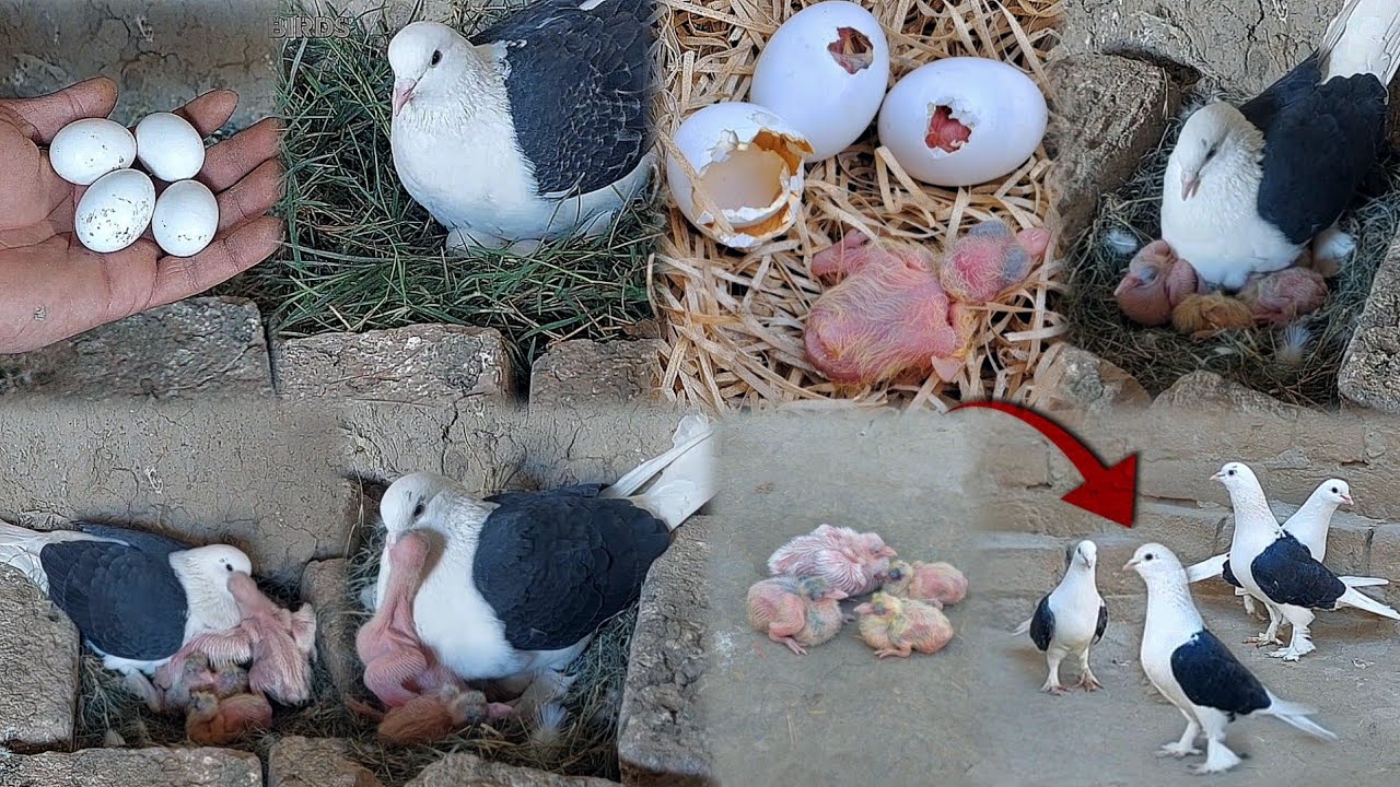 Pigeon baby growth video | 4 baby hatched from pigeon eggs after 18 ...