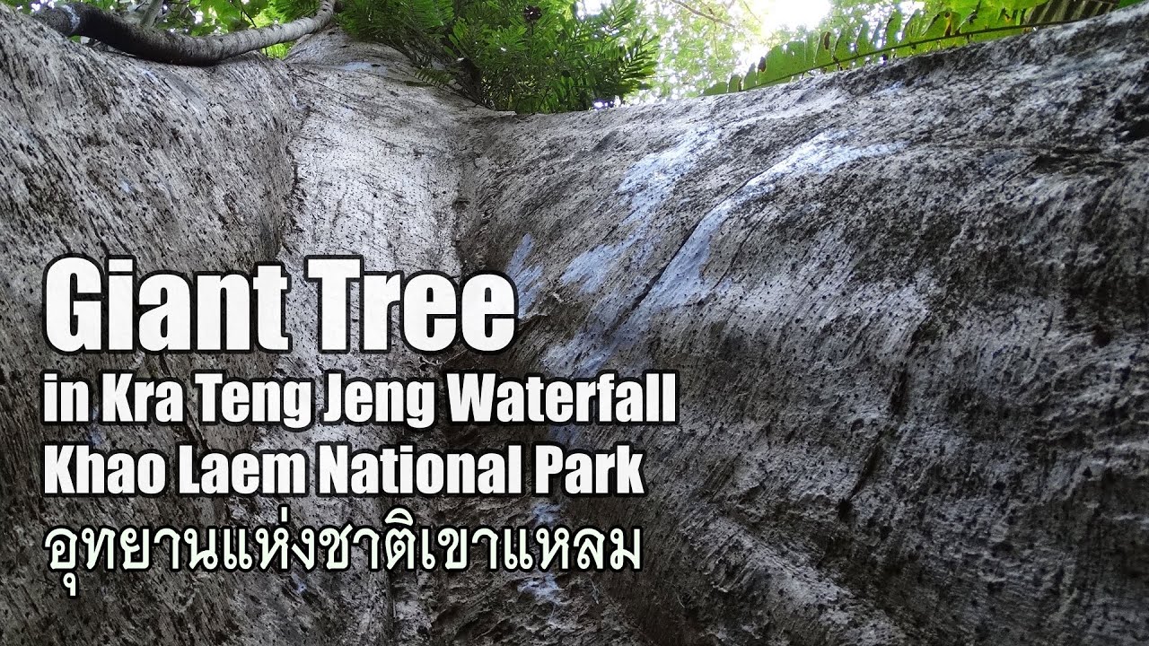 Giant Tree in Kra Teng Jeng Waterfall อุทยานแห่งชาติเขาแหลม - YouTube