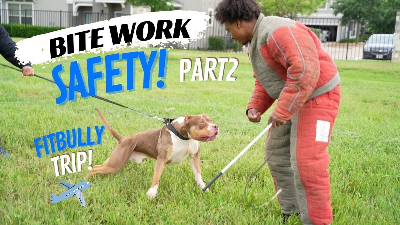 Bite Suit Training Safety (FitBully Edition) - YouTube