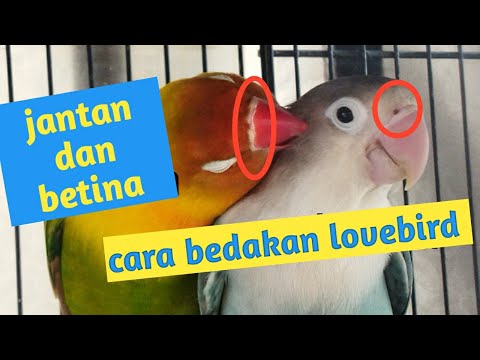 10 cara membedakan lovebird jantan dan lovebird betina