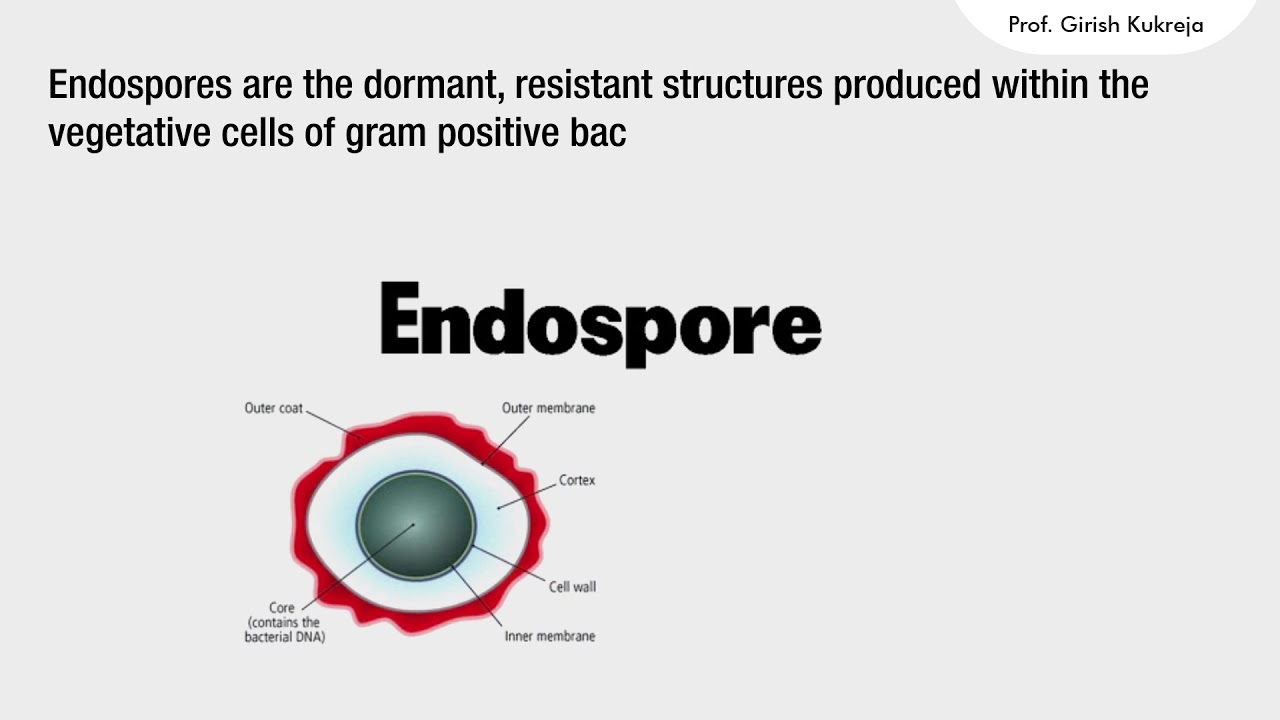 Bacterial Endospores I Endospores structure I - YouTube