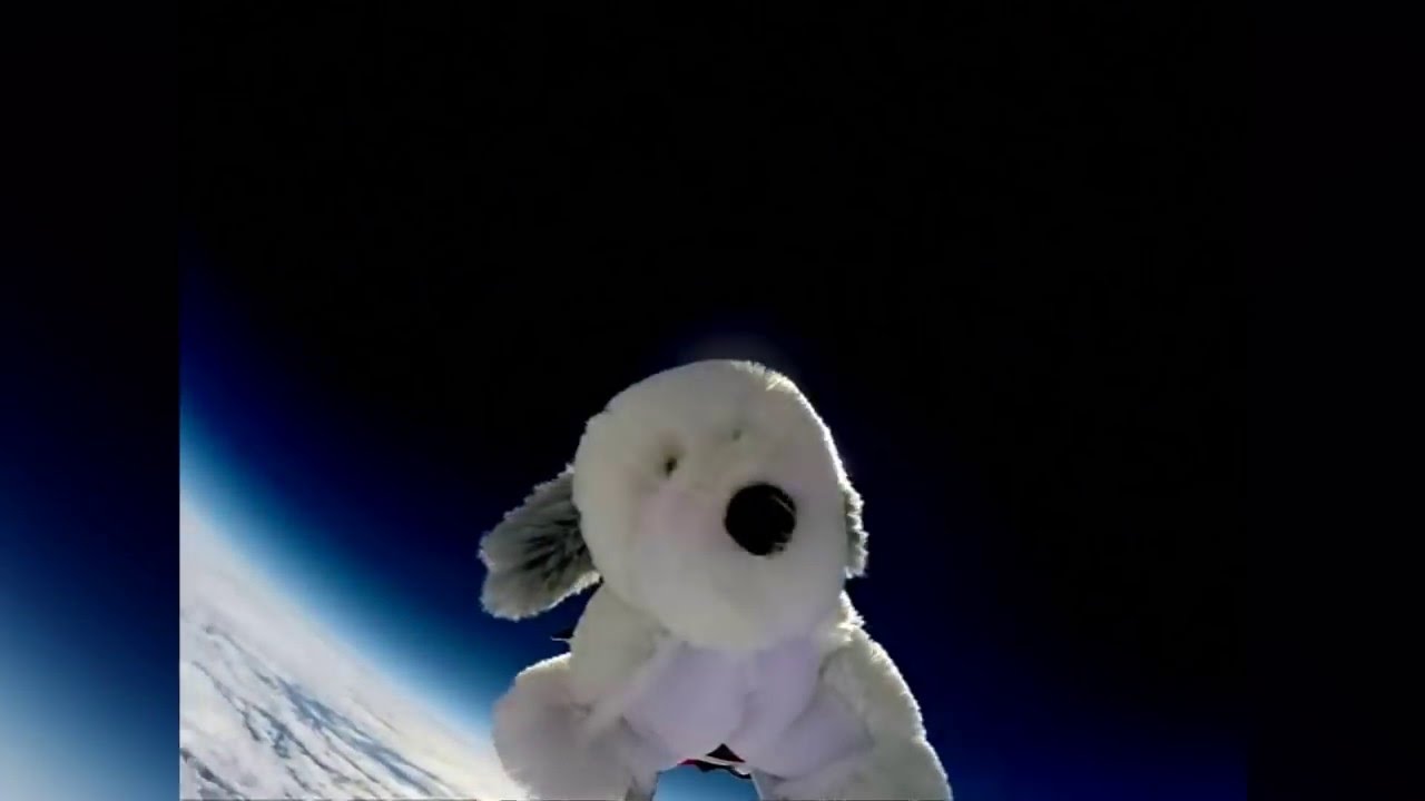 Sam the Dog missing after space trip - YouTube