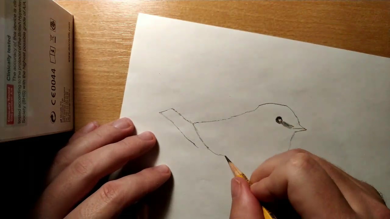 Kék cinege, madár rajz - YouTube