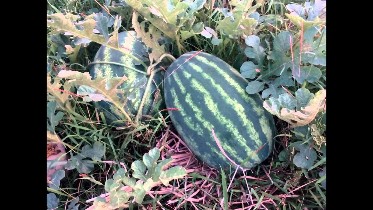 DEMO FARM FOR PAKWAN FESTIVAL 2016 NG BANI - YouTube