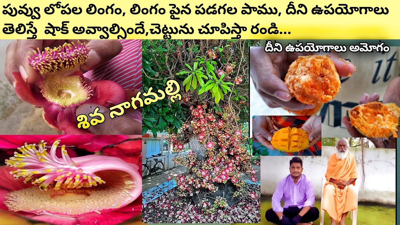 శివ నాగమల్లి పువ్వు ఉపయోగాలు తెలిస్తే ఇప్పుడే వెళ్ళి చెట్టు ...
