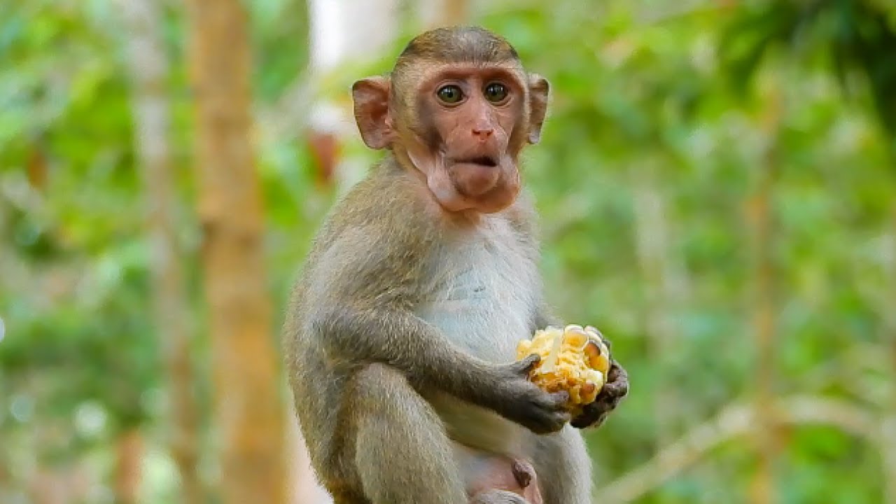 Jasper Eating Full With Corn Today - YouTube