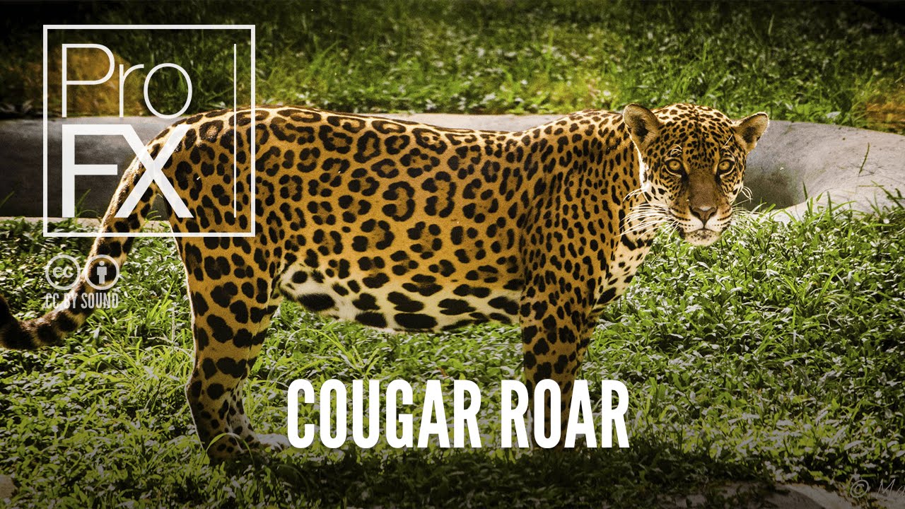 Cougar roar sound effect | ProFX (Sound, Sound Effects, Free Sound ...