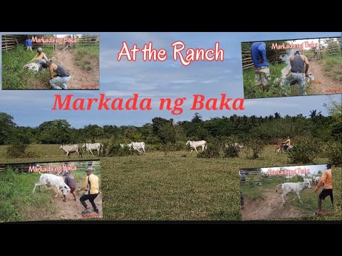 Markada ng Baka Sa Ranch - YouTube