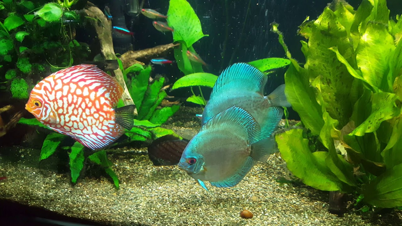 Serie: "Peces". El Discus - YouTube