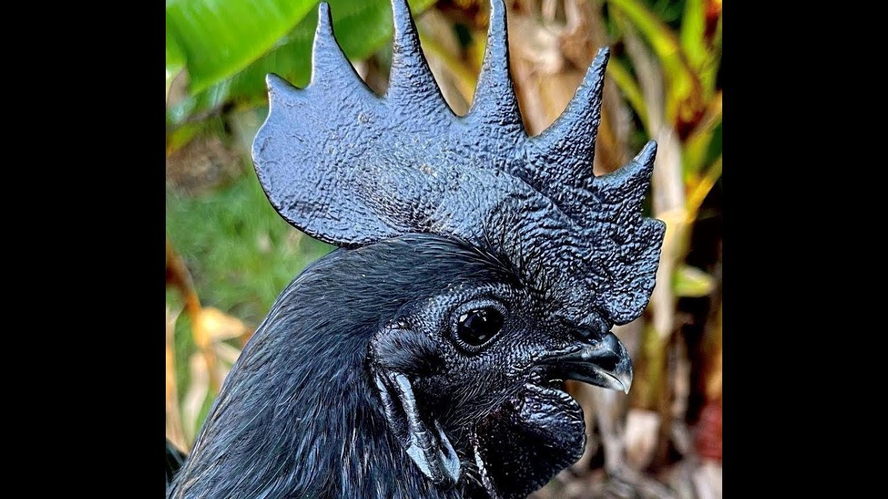 Ayam Cemani, (Poulet Cemani), Une poule entièrement noire. - YouTube