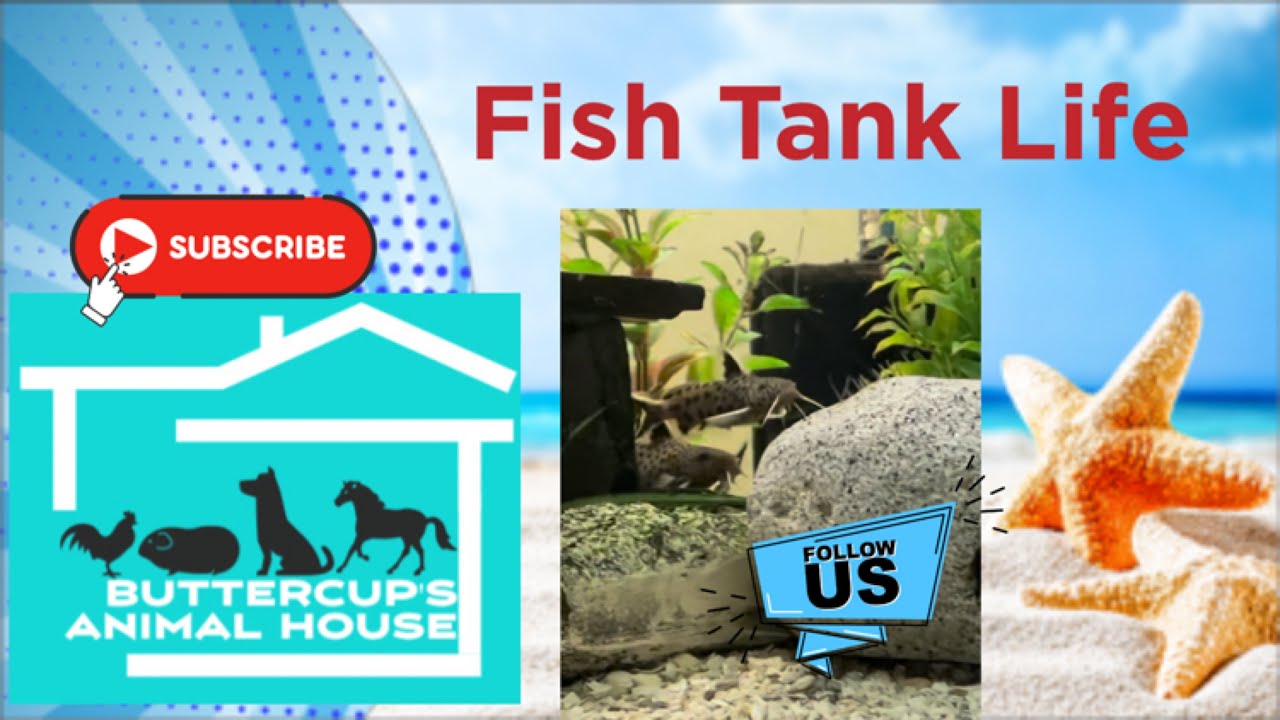 Fish Tank life for the Fish on Buttercup’s Animal House. - YouTube