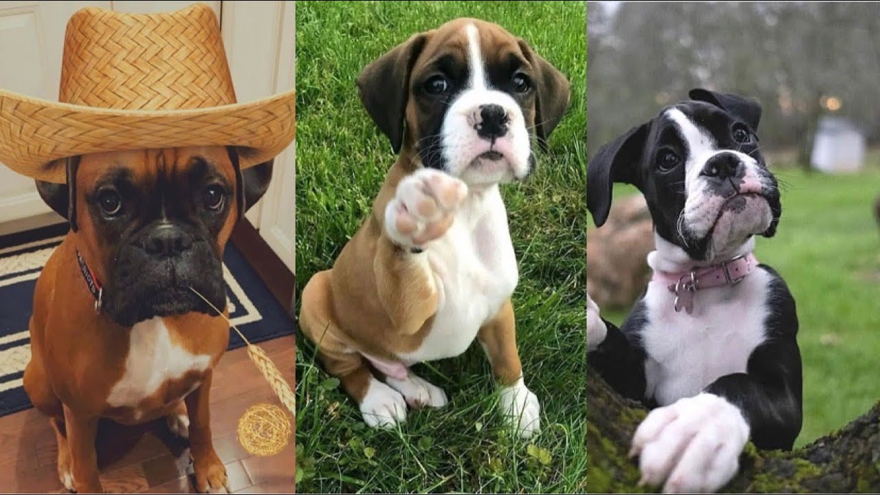 Funniest Boxer Video Compilation | Hilarious Boxers Talking Back 🤣 ...