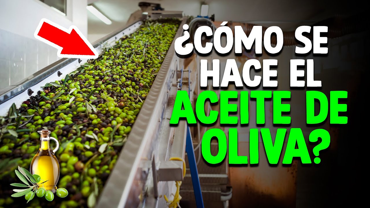Cómo Se Hace El ACEITE De OLIVA? (Aceite Virgen Extra) - YouTube