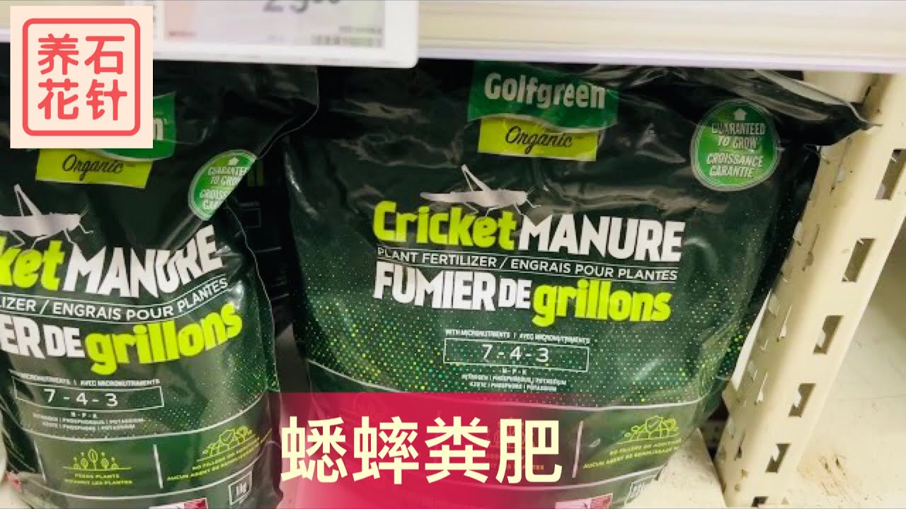 花店居然卖“蟋蟀粪肥” - 看看肥力有多高 - cricket manure - YouTube