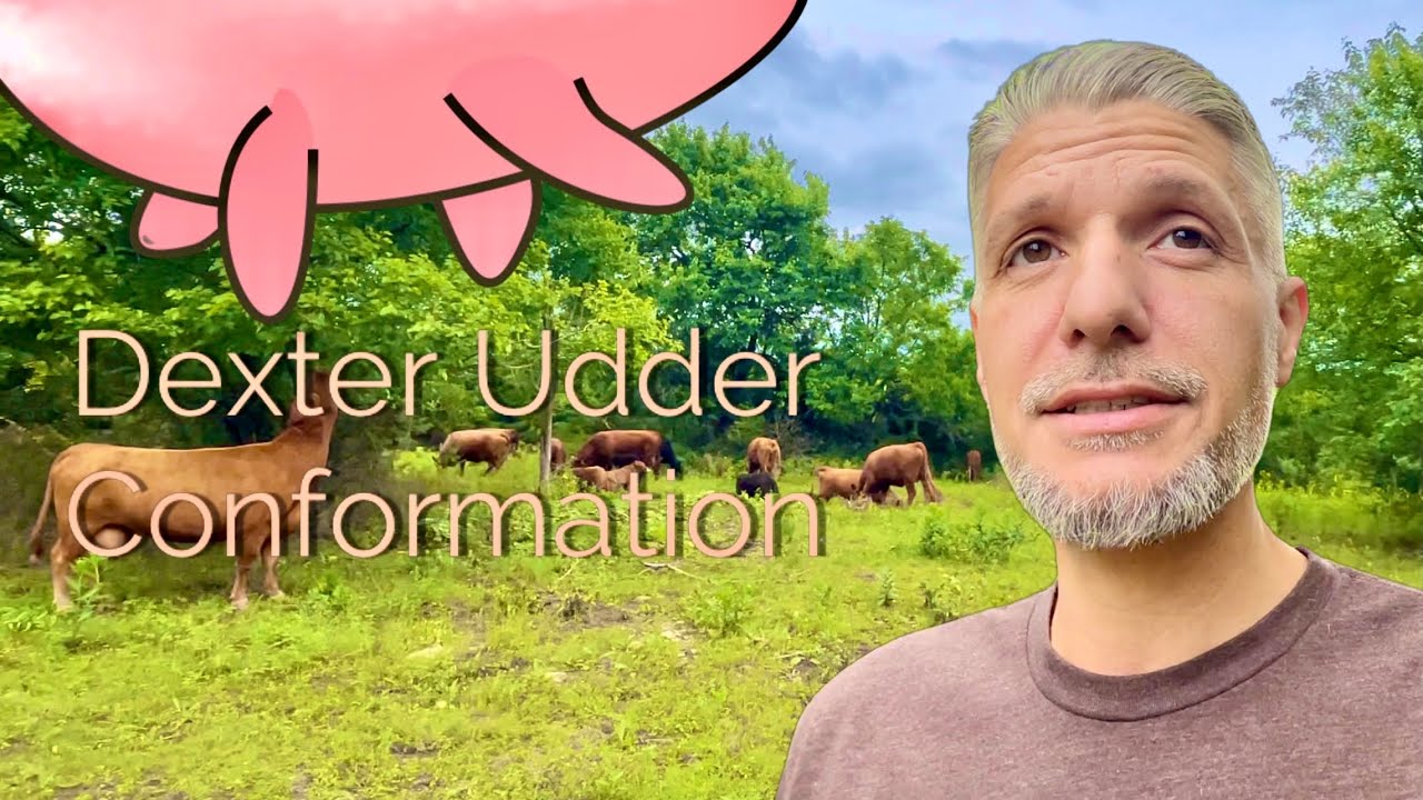 Dexter Cow Udder Conformation - YouTube