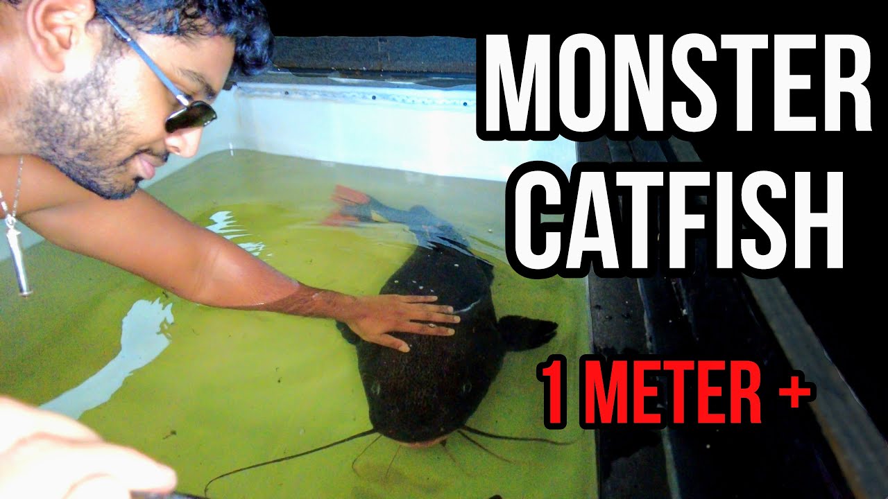 Catching MONSTER FISH in Cairns, AUSTRALIA !!! Cairns Aquarium and ...