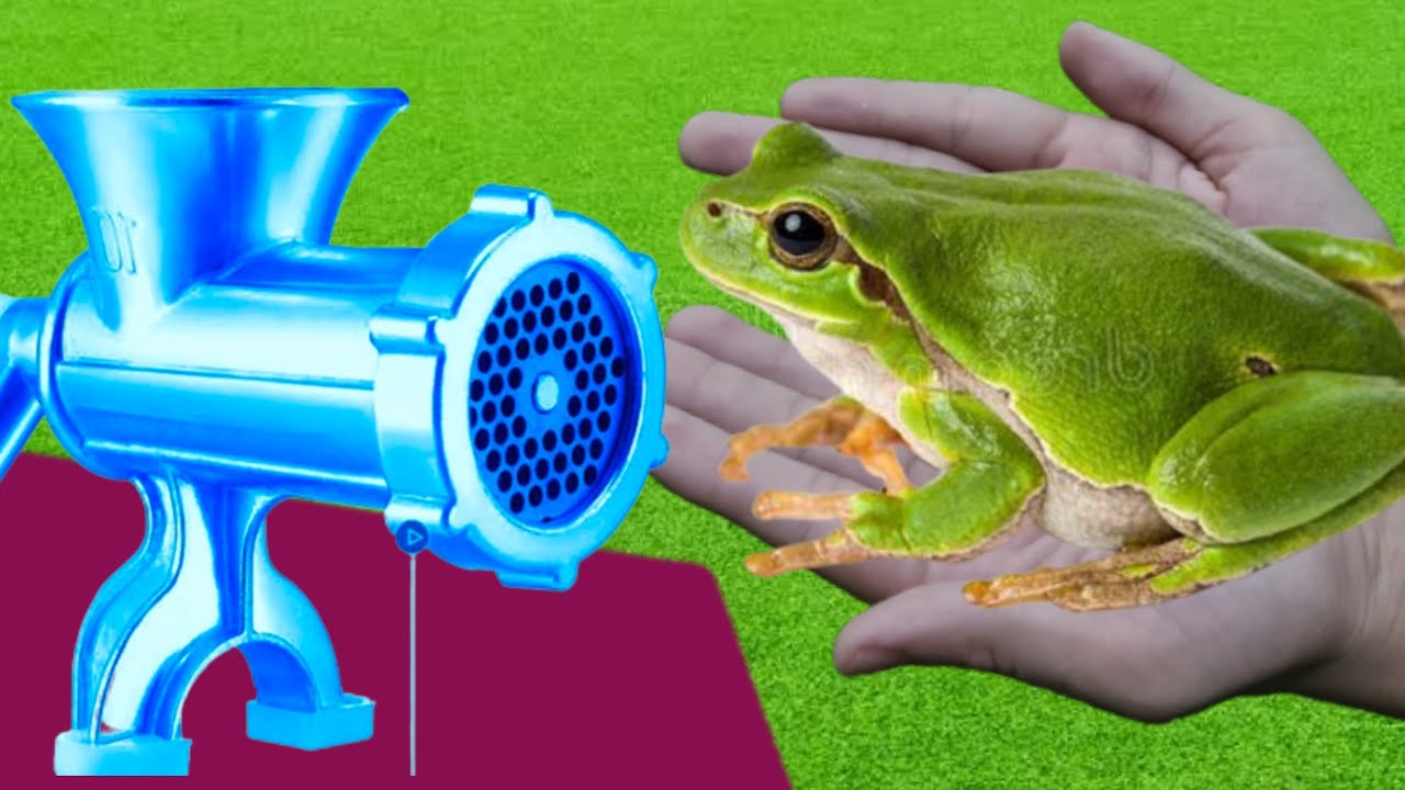 EXPERIMENT FROG'S VS MEAT GRINDER | تجربة الضفادع مقابل مفرمة اللحوم 😱😱 ...