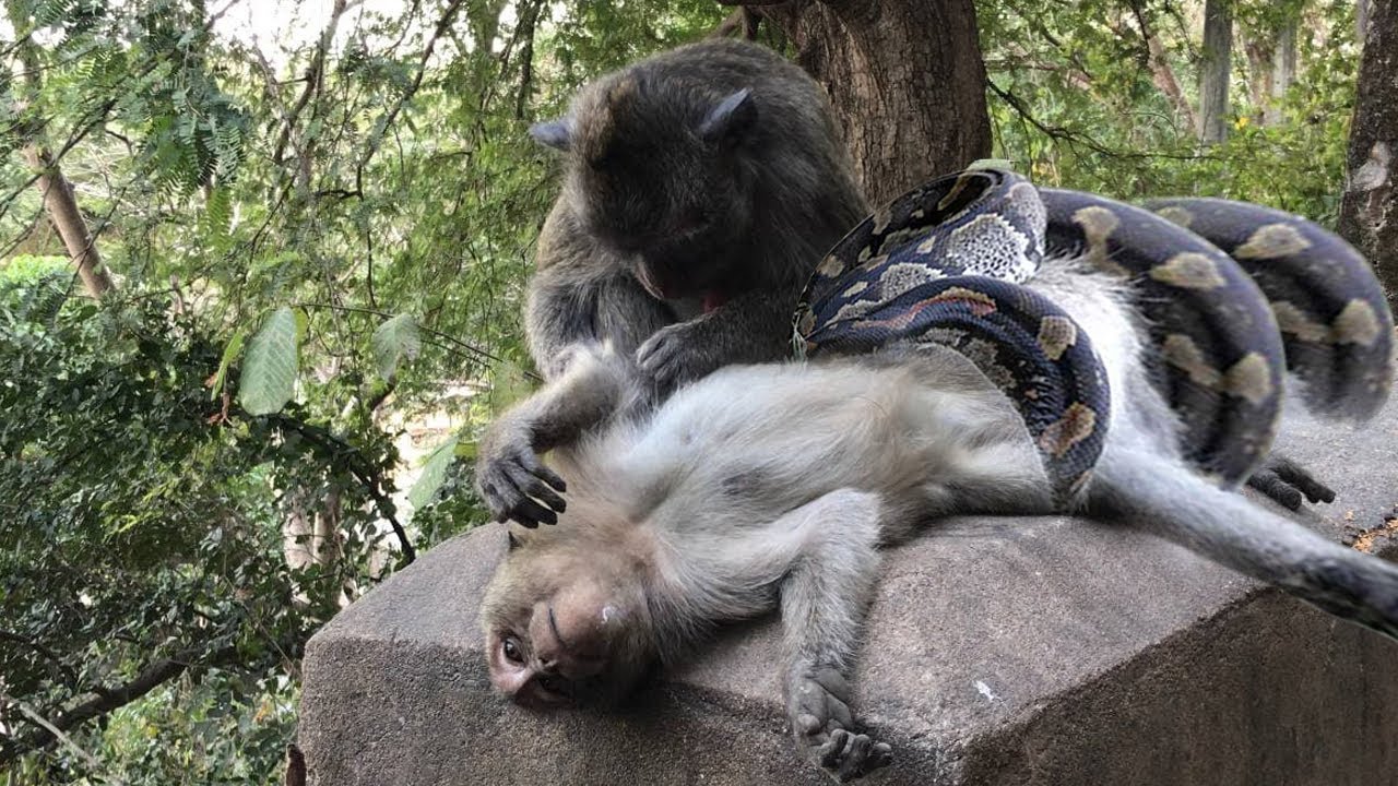 Wow Monkeys Falling in Love I Biggest Snake come to Swallowing Monkeys - YouTube