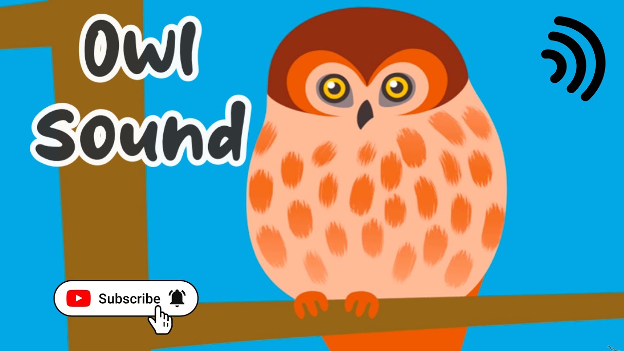 Owl Sound #owl #sound #animal - YouTube