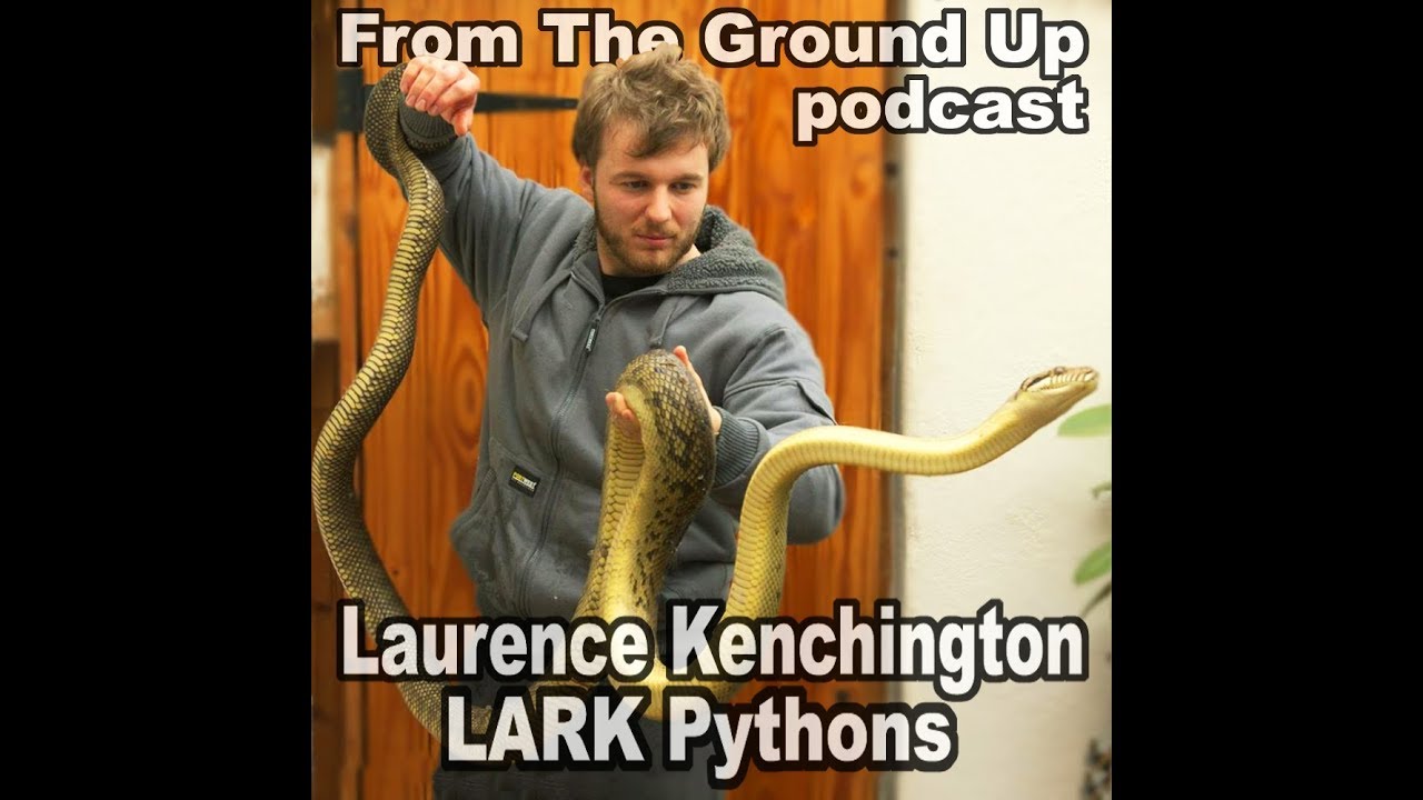 Laurence Kenchington of LARK Pythons - From the Ground Up (Reptile ...