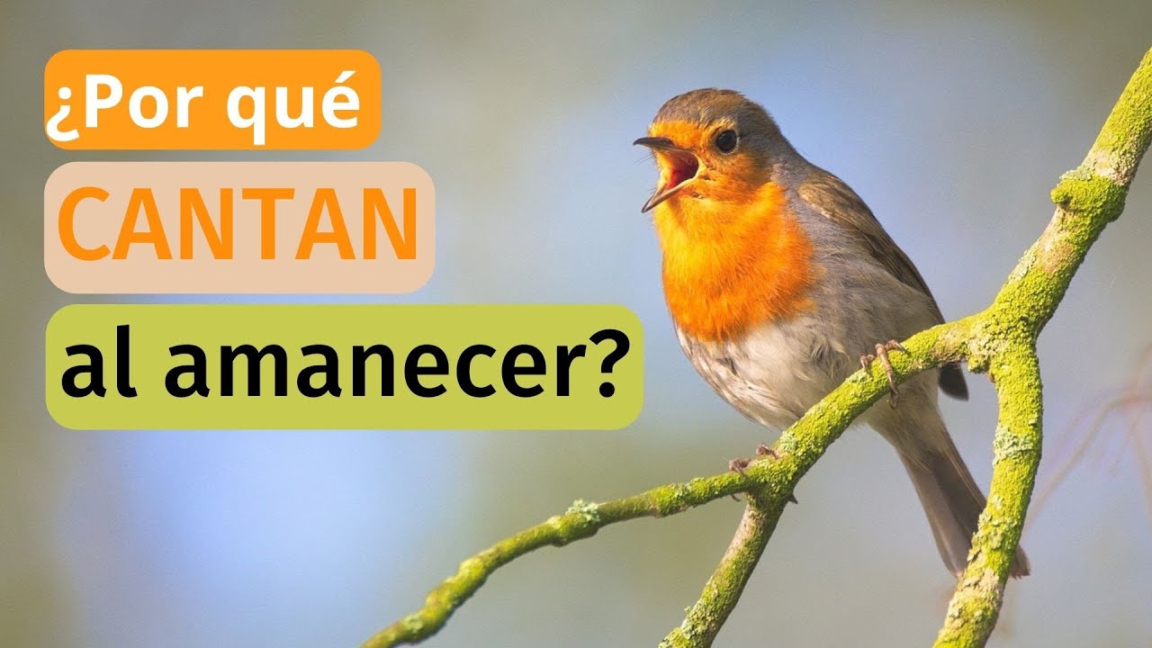 ¿Por Qué Cantan Los Pájaros al Amanecer? Aquí Te lo Explicamos - YouTube
