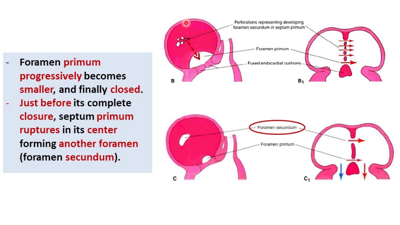 Interatrial Septum Development