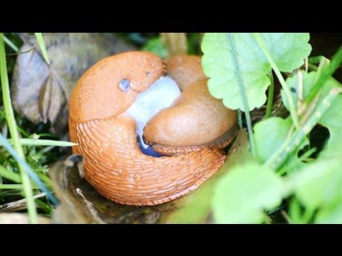 Tanz der Schnecken | Schneckenpaarung Zeitraffer (64x) - YouTube