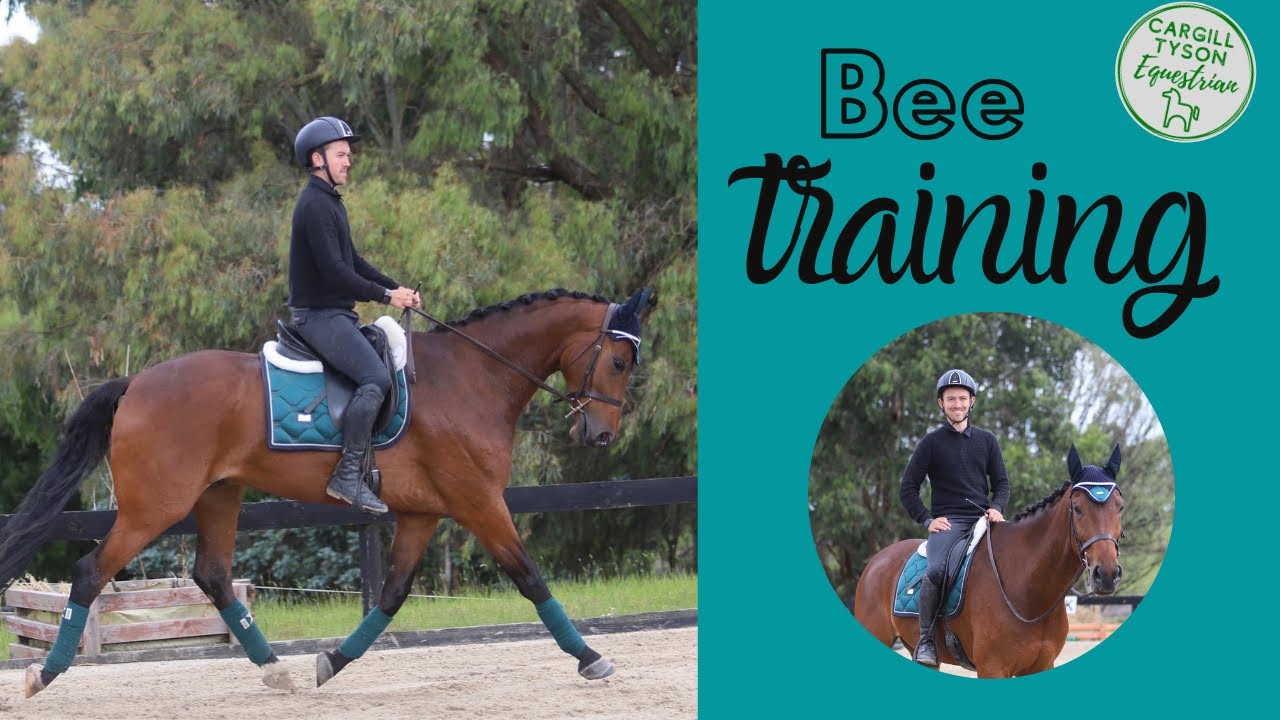 Bee Training - YouTube