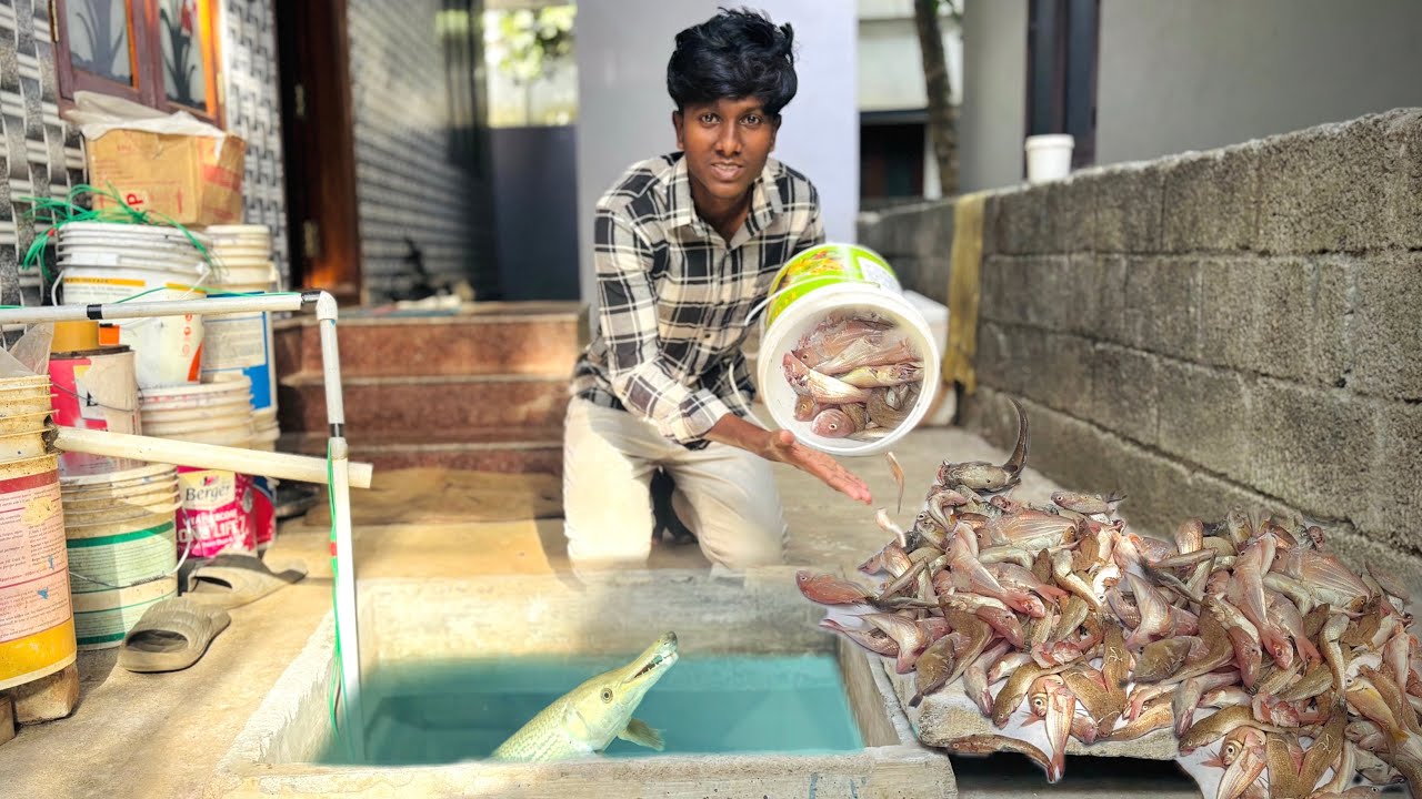 Tons of SALTWATER Fish for SUBRAMANI🐊 GIANT Feeding💀Day! /JENISH KJ ...