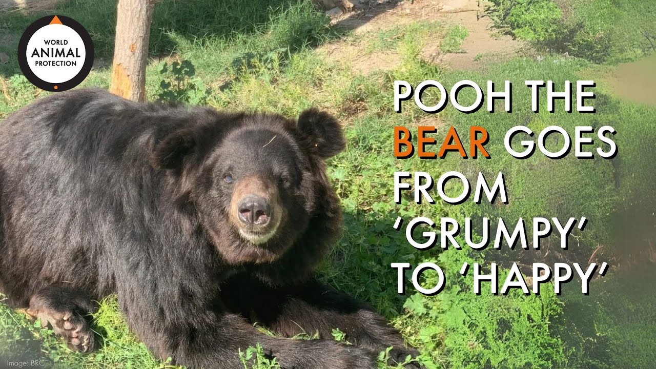 Pooh turns into a happy bear at Balkasar Bear Sanctuary - YouTube