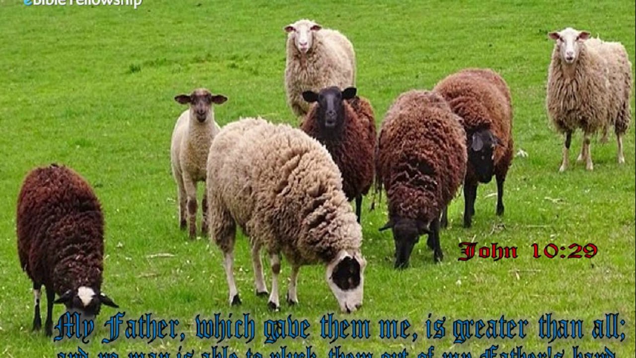 Feed My Sheep Song - YouTube
