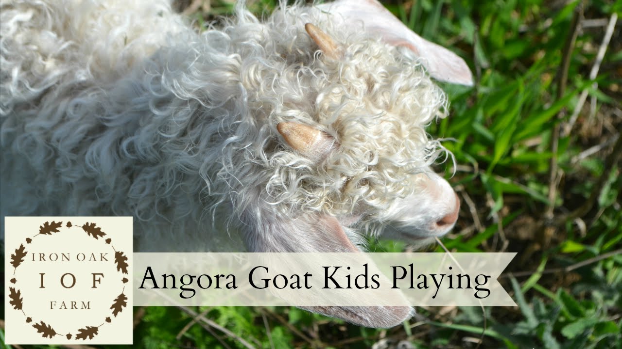 Angora Goat Kids Playing - YouTube