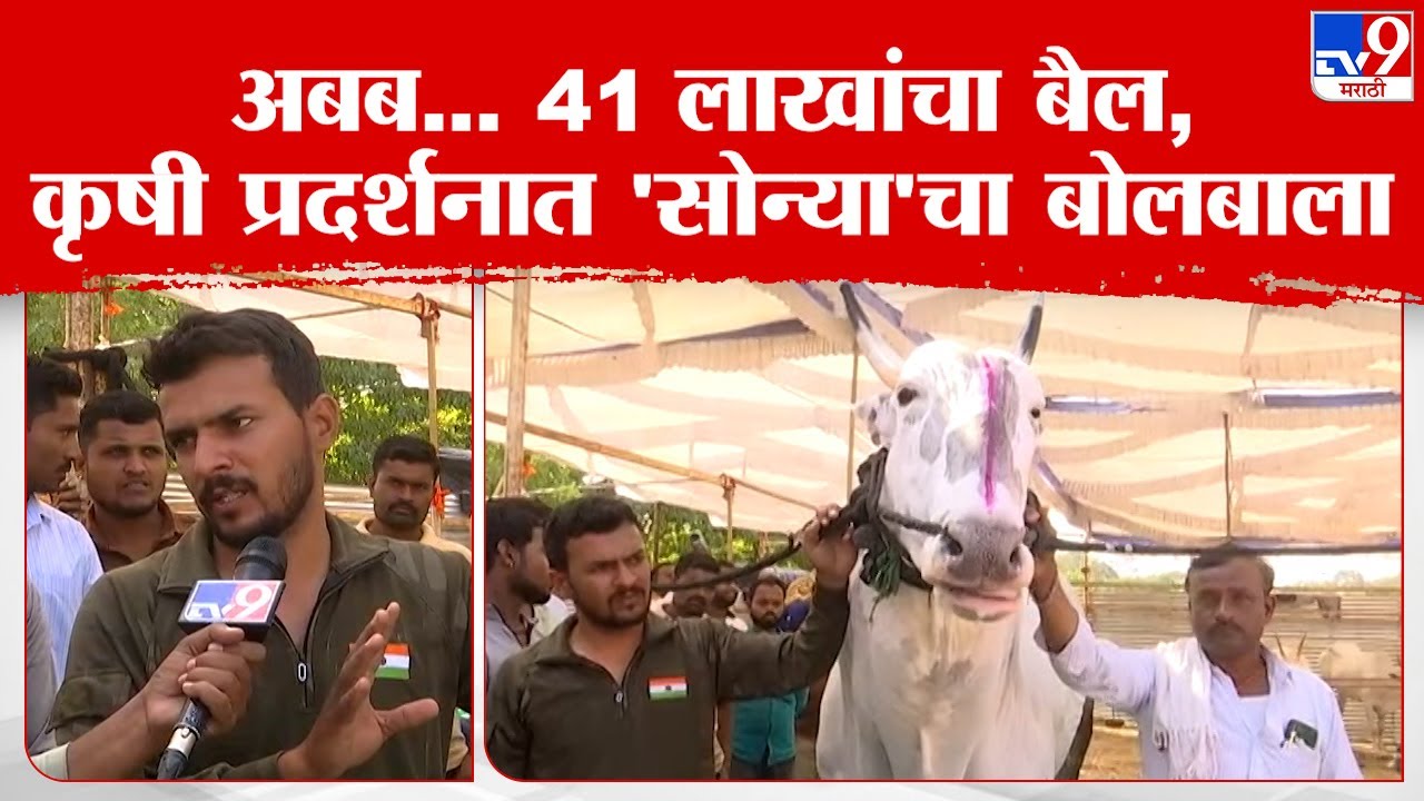 Solapur Sonya Bail |किंमत 41 लाख, महिन्याला खर्च 50 हजार; सोलापूर कृषी ...