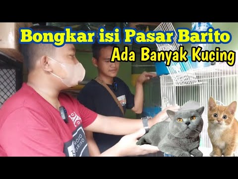 Harga Kucing - Kucing di pasar Barito Jakarta Selatan - YouTube