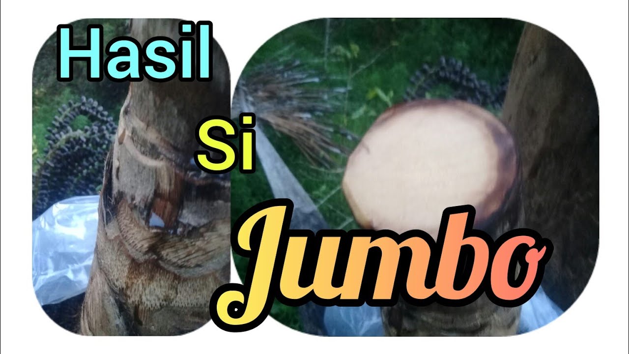 hasil si jumbo#video - YouTube