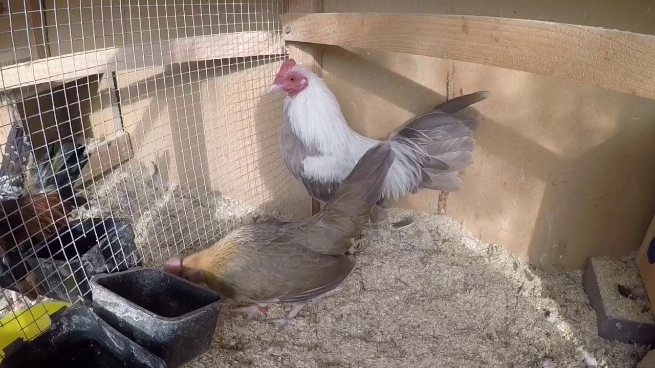 Gallitos Miniatura, OEGB y nuevo ejemplar Serama, gallitos Finos ...