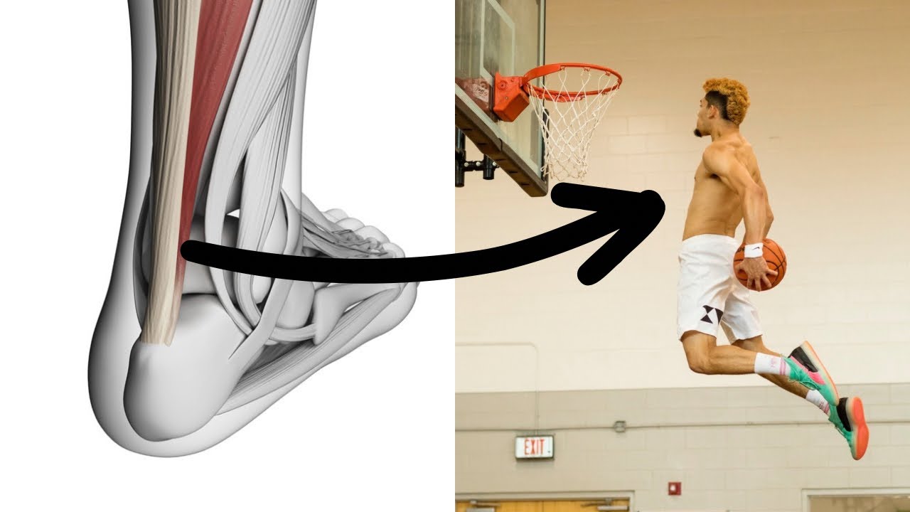 The Science Behind Training Your Tendons For Jumping - YouTube