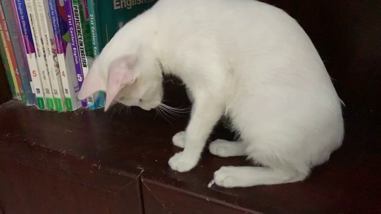 Mooning my cat - YouTube