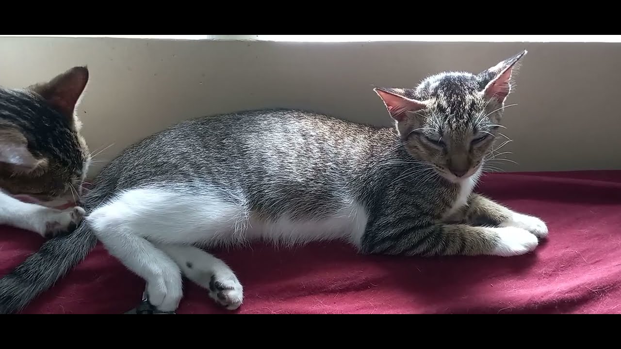 Cute Puspin Cat - YouTube