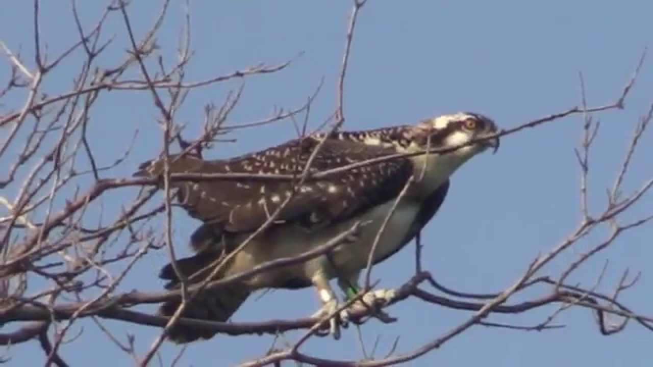 Osprey learning to fly - YouTube