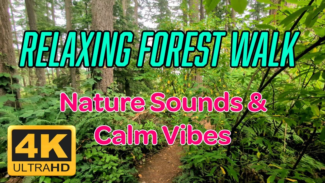 Peaceful 4K Nature Walk in the Forest | Relaxing Sounds of Birds ...